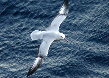 鹱科 Procellariidae 蓝色动物学中国动物学科普